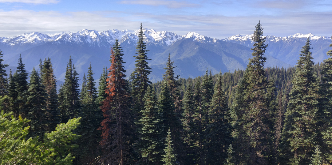 Trees & Travel Collide in the Evergreen State – alia.link